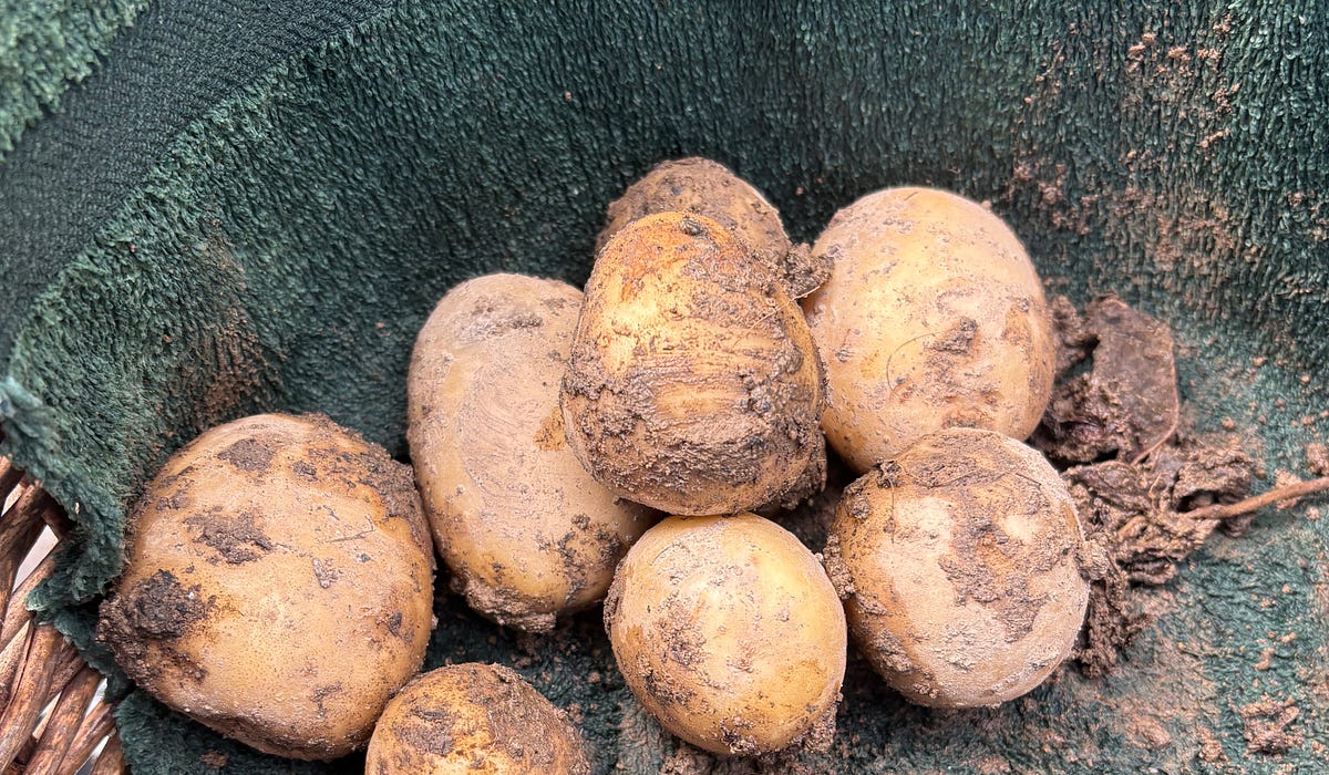 Bringing Up Potatoes - iPoetry - Medium