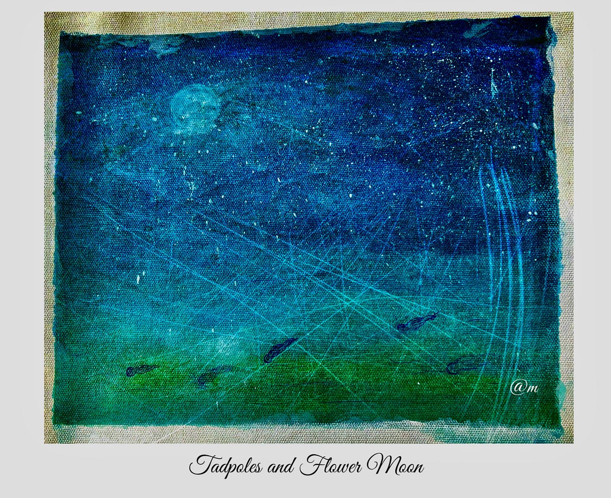 Tadpoles and Flower Moon. Imagine Cloud, Flash Cafe, Catching the… | by ...