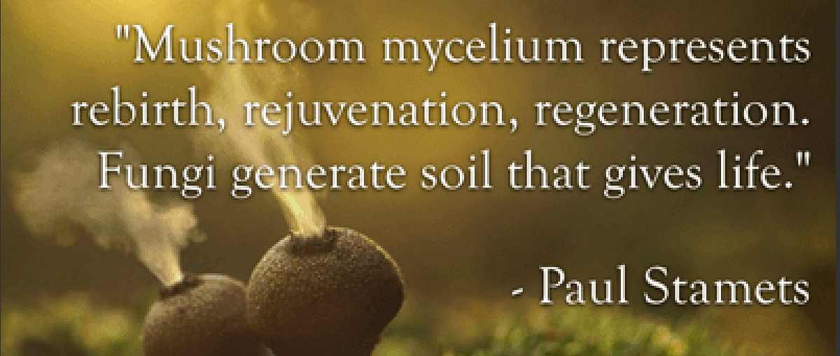 Allies of the reGeneration: Paul Stamets speaks for Fantastic Fungi ...