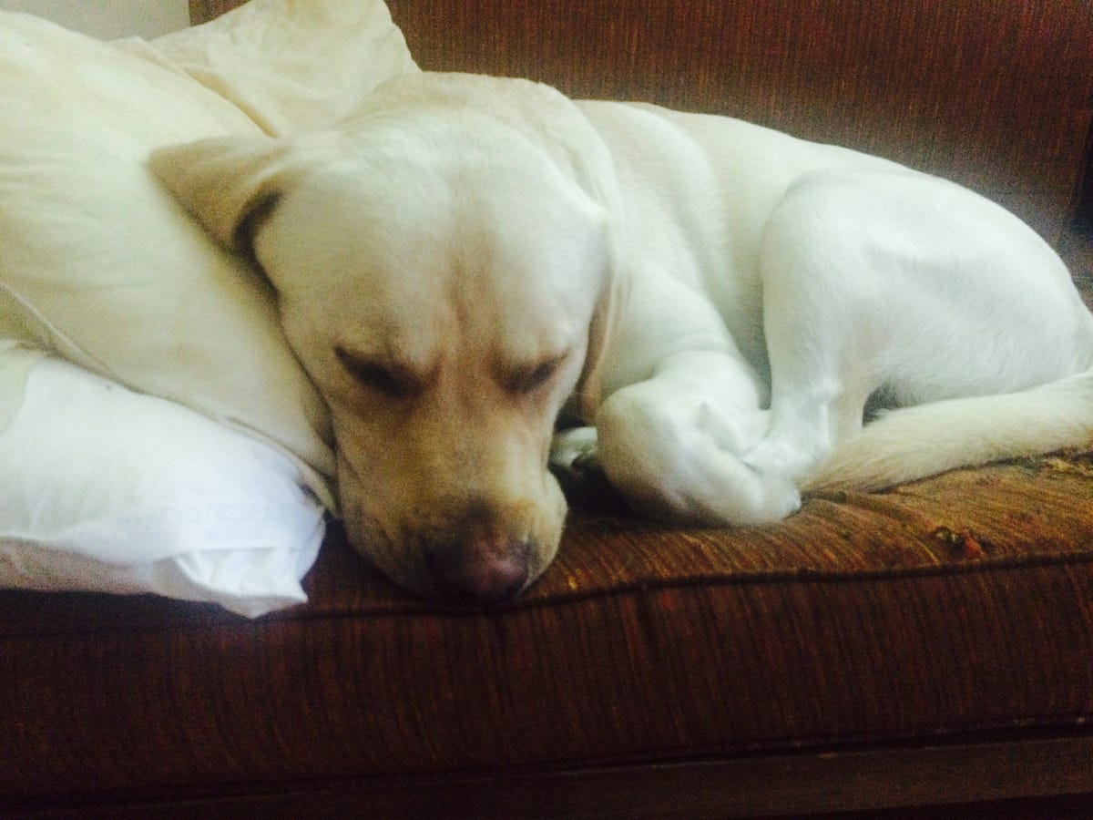 The Boon Companion. The Not Good Dog sees another person… | by Bob ...