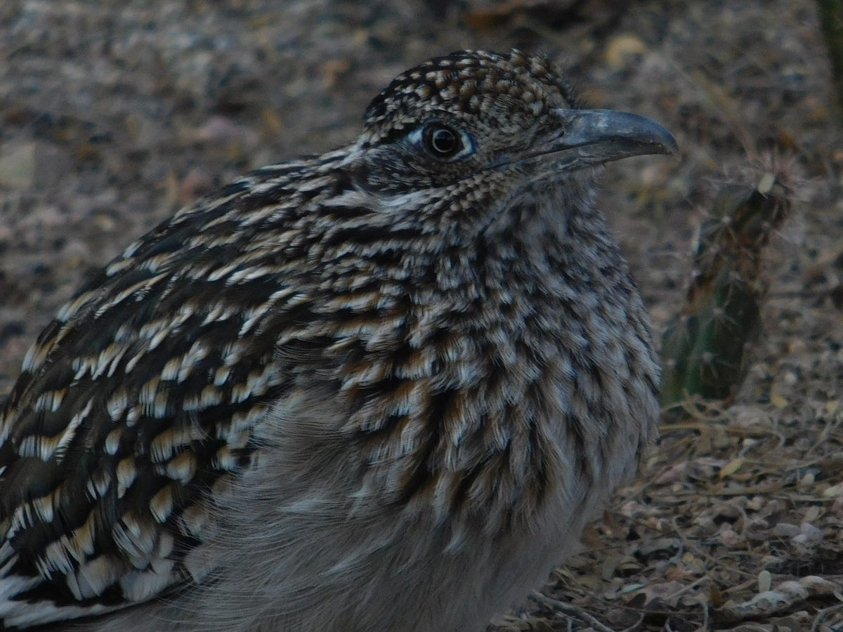 Roadrunners. The tall slender bird races across the… | by Gary Every ...