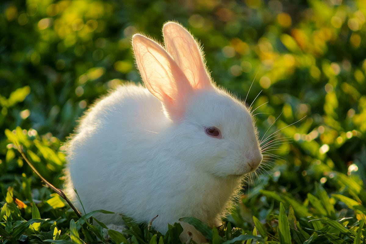 Three lies your “Cruelty-Free” brand is Telling You. | by Dr Mike Thair ...