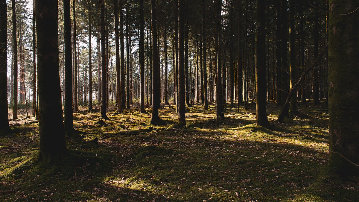 Implementing Random Forest In This Post Well Walk Through Basic By Qingchuan Lyu Towards