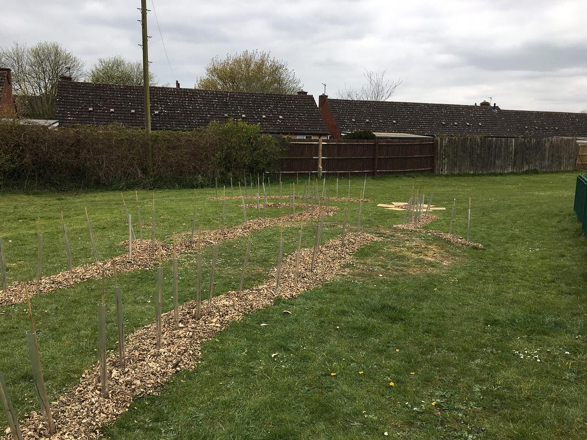 400 trees. Exciting news! | by Oxford Botanic Garden and Arboretum ...