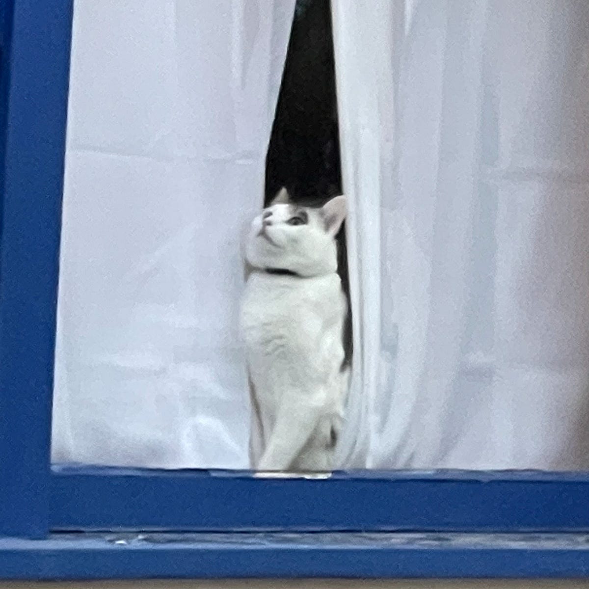 Feline in the Window - Catness - Medium