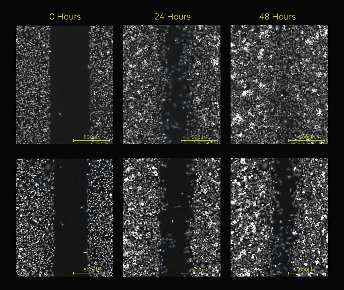 Image Processing with scikit-image | by Zeeshan Patel | Medium
