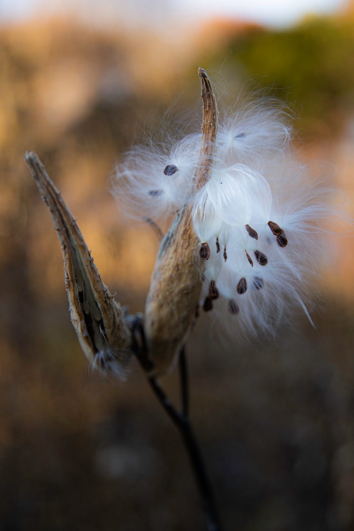 Veiled Whispers - Dr. Sheetal Nair - Medium