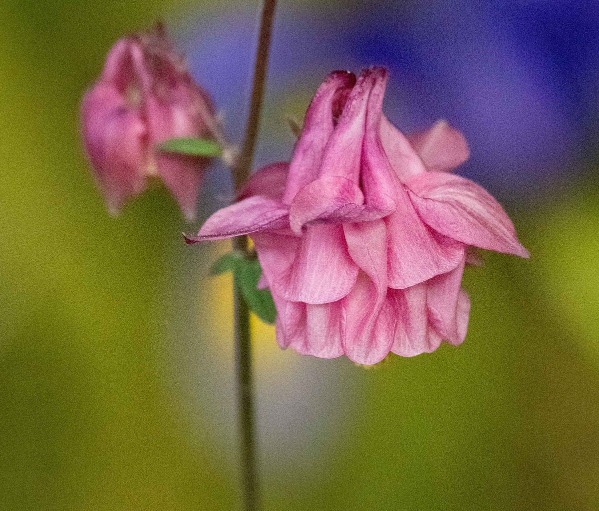 Pink - SNAPSHOTS - Medium
