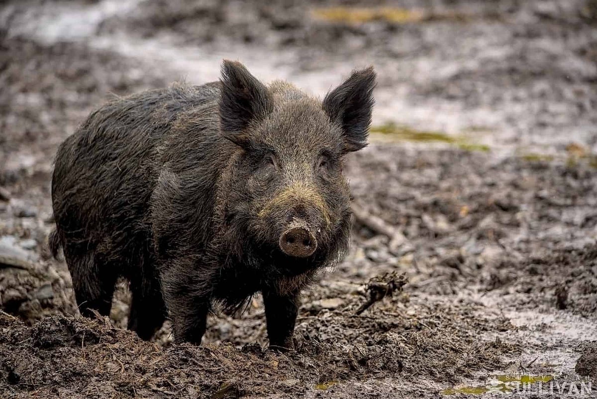 Boar with signs of rabies !. Living adjacent to the untamed beauty ...