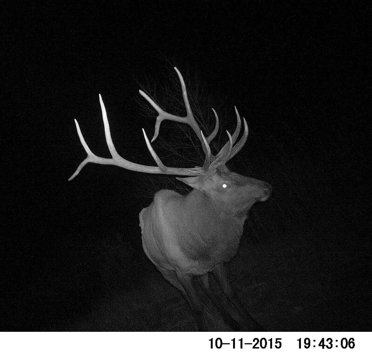 📸 Best Game Camera Pics over the Past Year | by David Willett | Medium