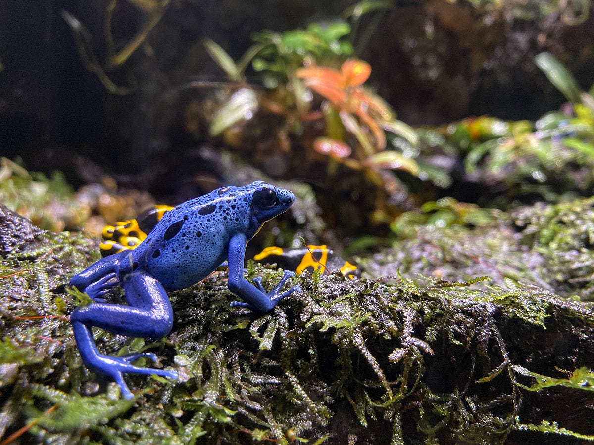 10 Cute Animals to Avoid | Medium