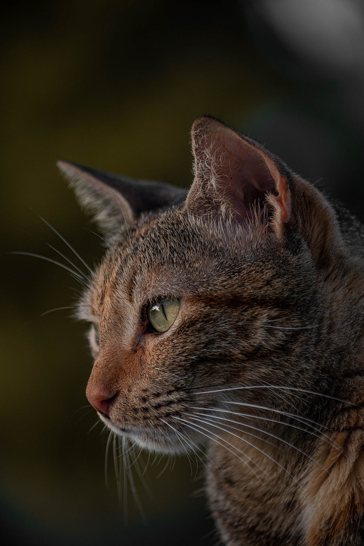 The Magnificent Cats-Guardians. Hermitage museum | by Eleni A ...