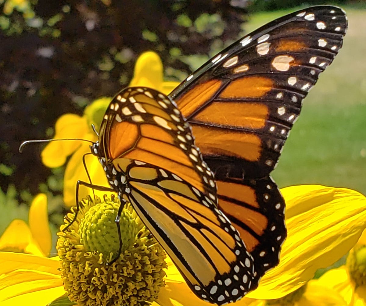 Bounce Back Kindness. Kindness bounces back, | by Annelise Lords ...