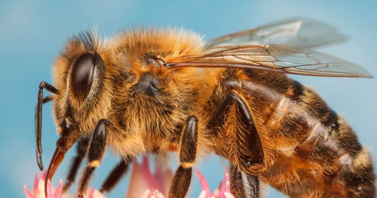The bee mindset🐝. Do you remember the opening line in… | by Nana Kwame ...