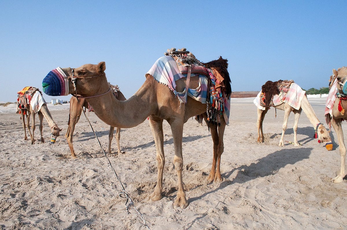 The Wonders of the Qatari Desert. As a travel lover always seeking out ...