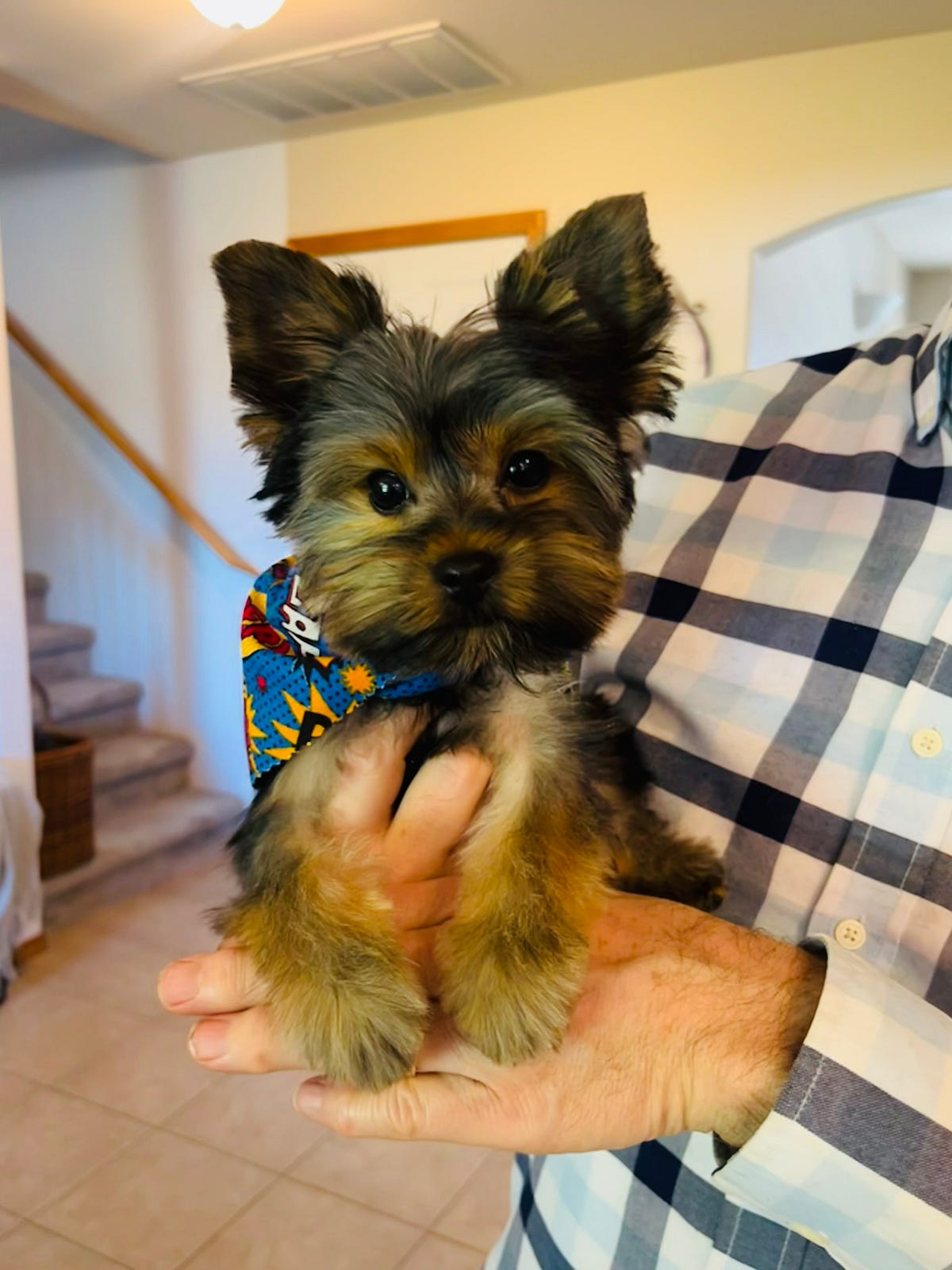 My 100 Day Alcohol-Free Goal. Meet Kobe | by Lisa Yates | Black Bear ...