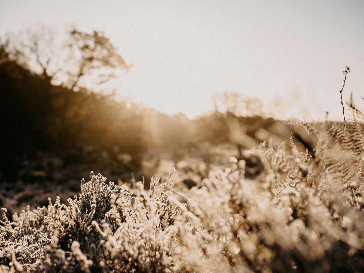 Fireside Interviews — Caroline Mellor | by Thomas Gaudex | Scribe | Medium