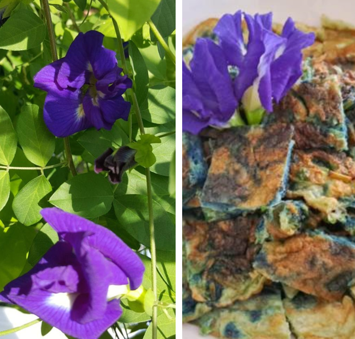 Vegetarian Kai Jiew Dok Anchan (Blue Butterfly Pea Omelette) with Fresh ...