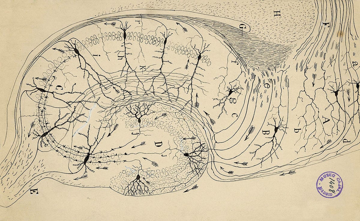 Cajal discovers recurrent structures in the brain | by Abhishek Madhu ...