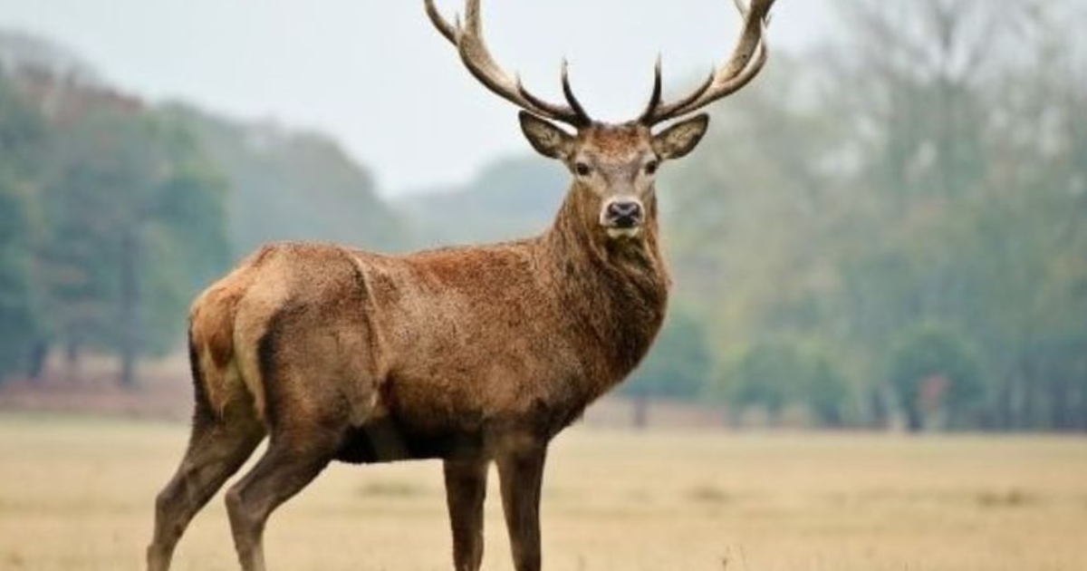 UK Deer Species: The 6 Types Of UK Deer Explained | by Active ...