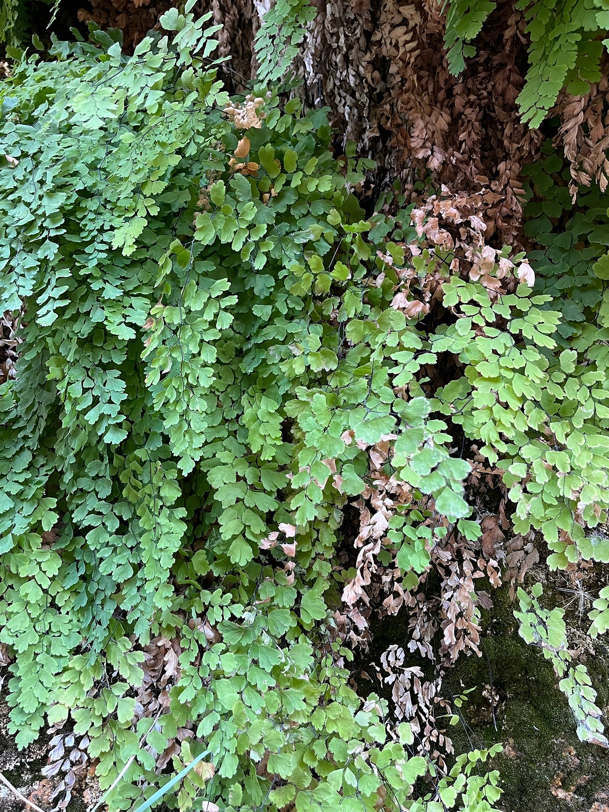 Hanging Gardens. Zion National Park | by Kim Zuch | Weeds & Wildflowers | Oct, 2025 | Medium
