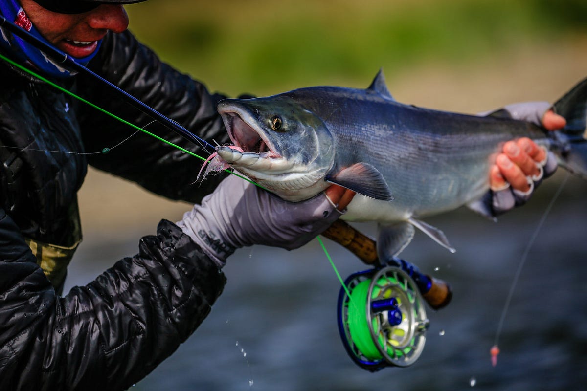 Why you should eat wild-caught fish | by Matan Hakimi | Medium