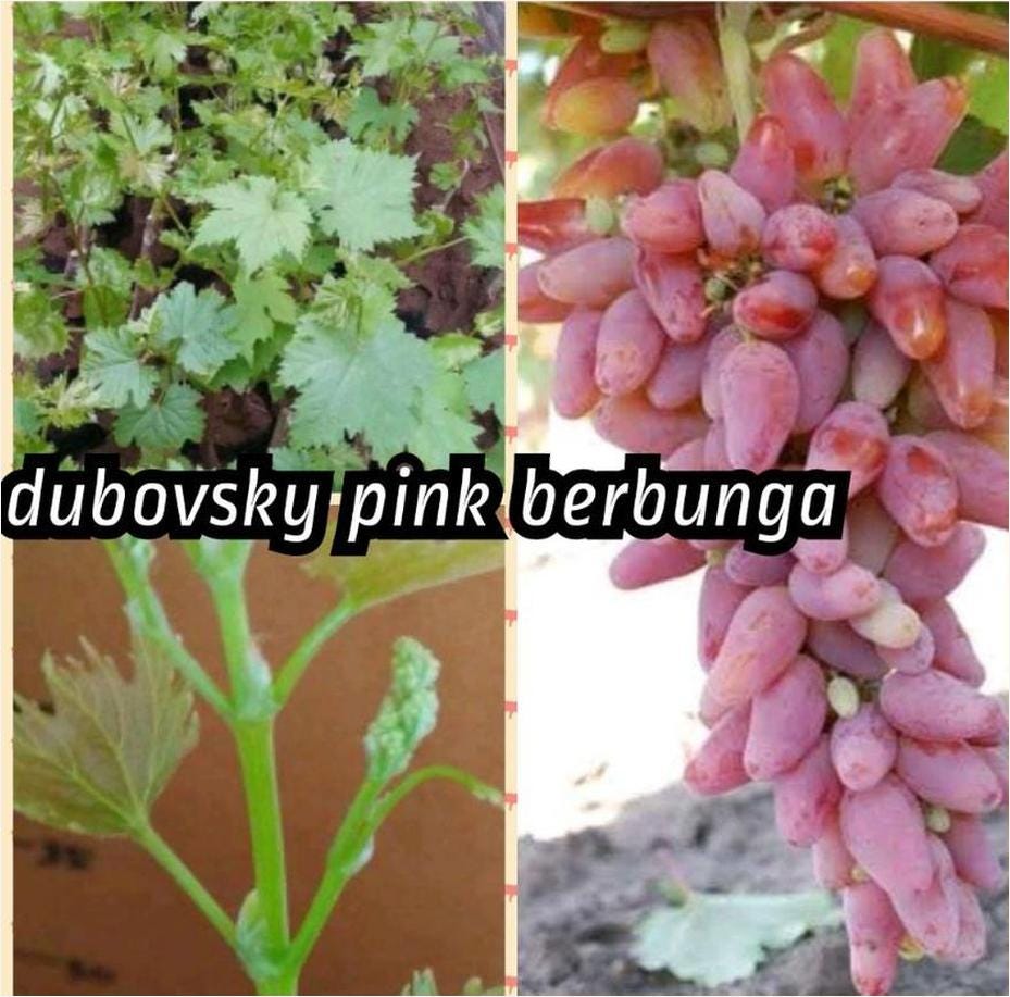Bibit Anggur Berbunga Jenis Dubovsky Pink Import Kota Pasuruan Terbaik ...
