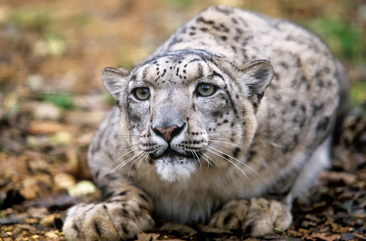 Biodiversity and climate: joining the dots for a sustainable future ...