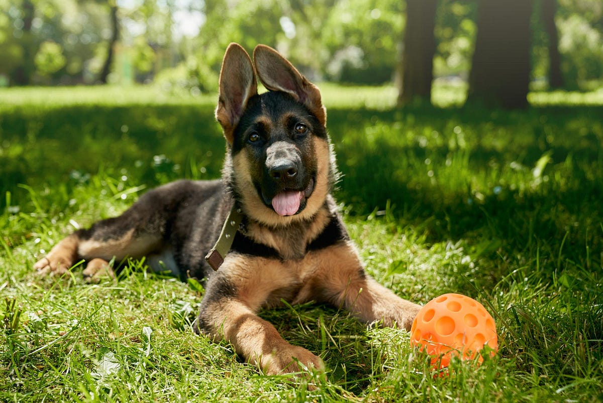 Choosing the Ideal Dog Food for German Shepherds | by Lisa Tevis | Aug ...