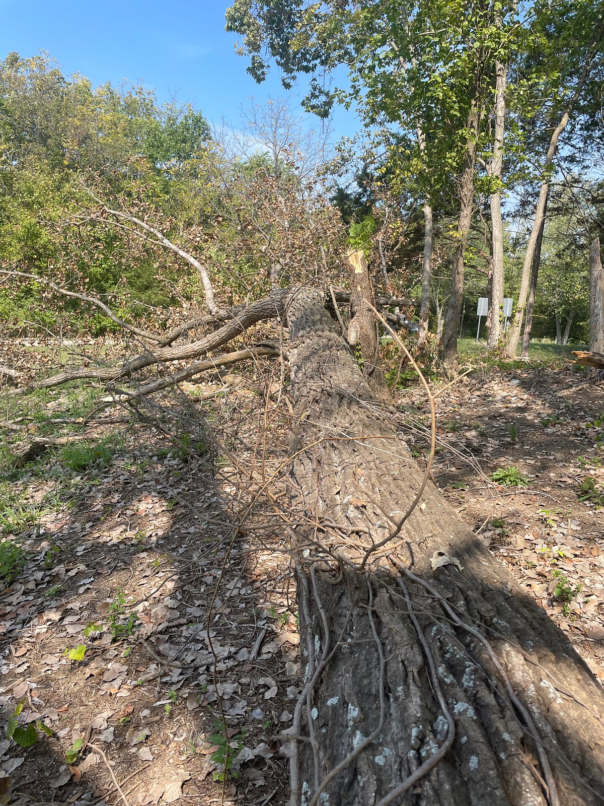 Falling Tree - Scribe - Medium