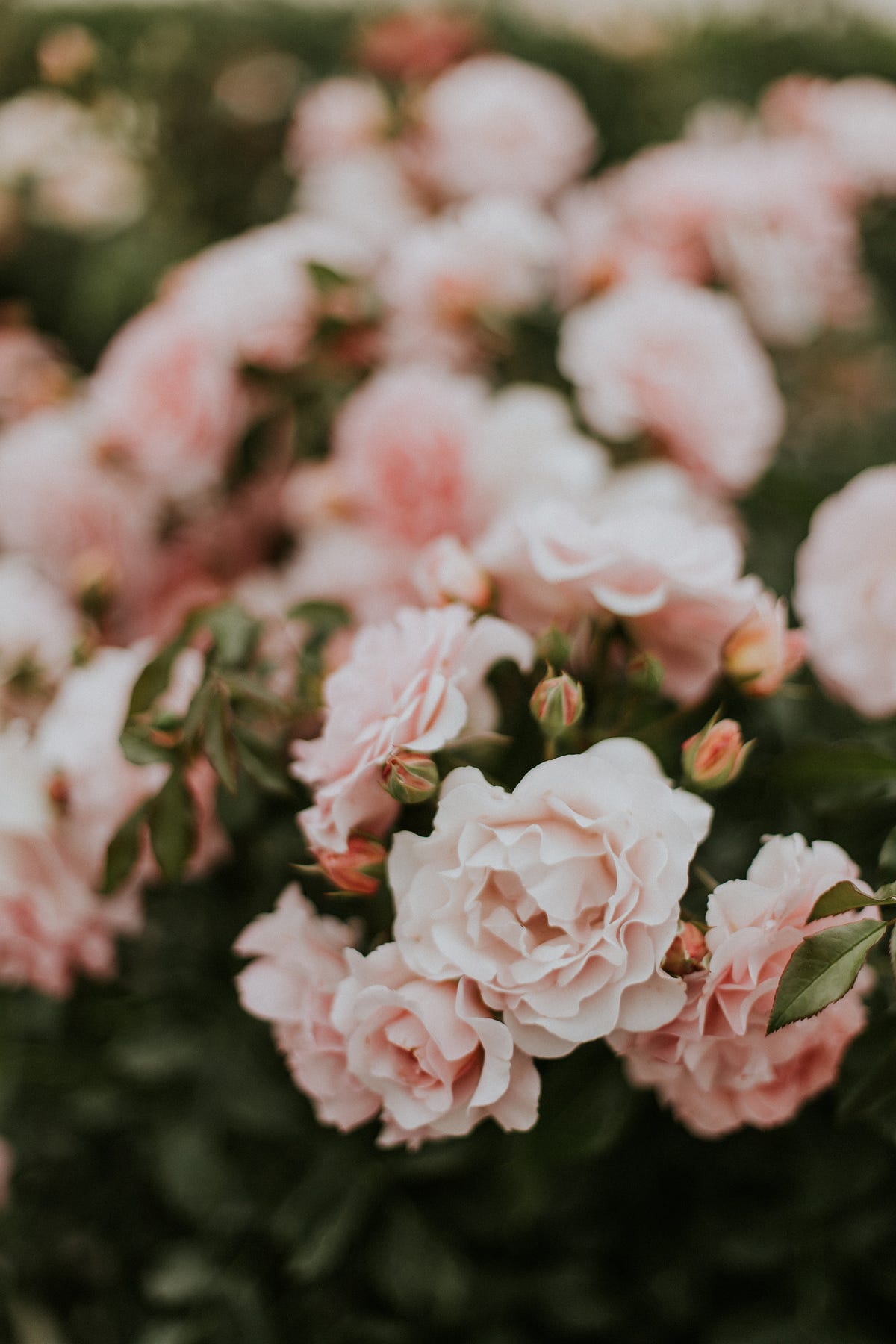 What the Body Knows. The blooming roses smile at me — droop… | by Scribes | Medium