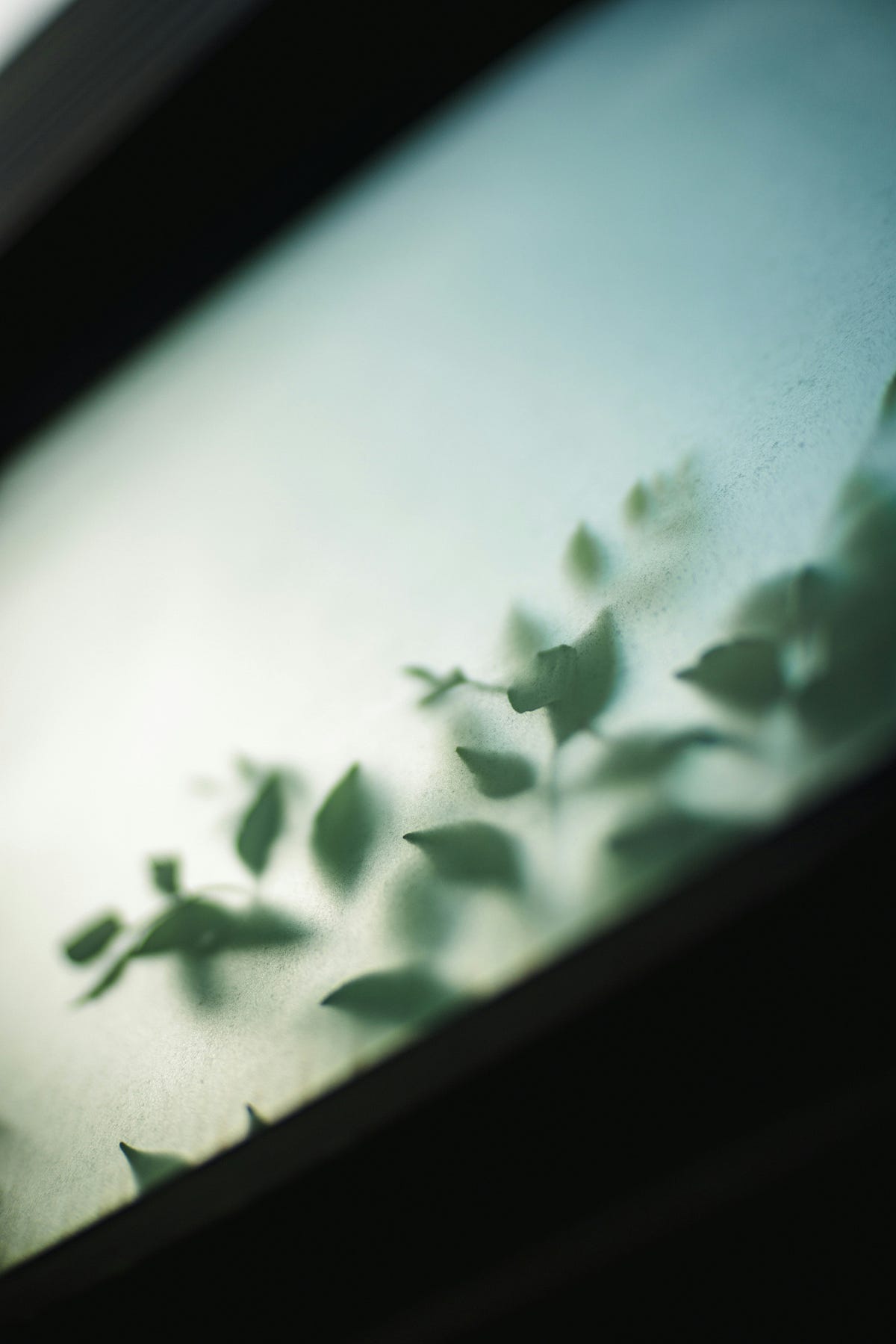 Go, Look at a Tree. A pointy leaf tree | by daniel | Weeds ...