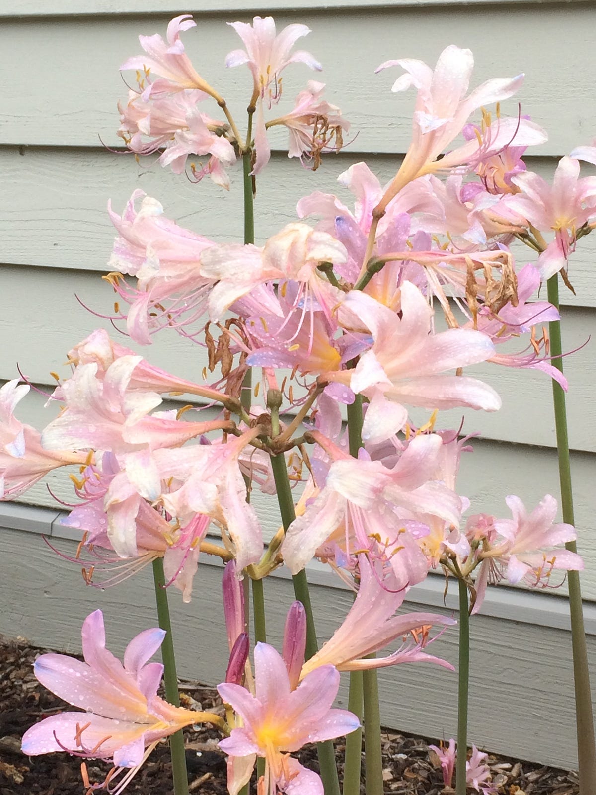 Mystery. Pictured above are mystery lilies that… | by Gail Boenning ...