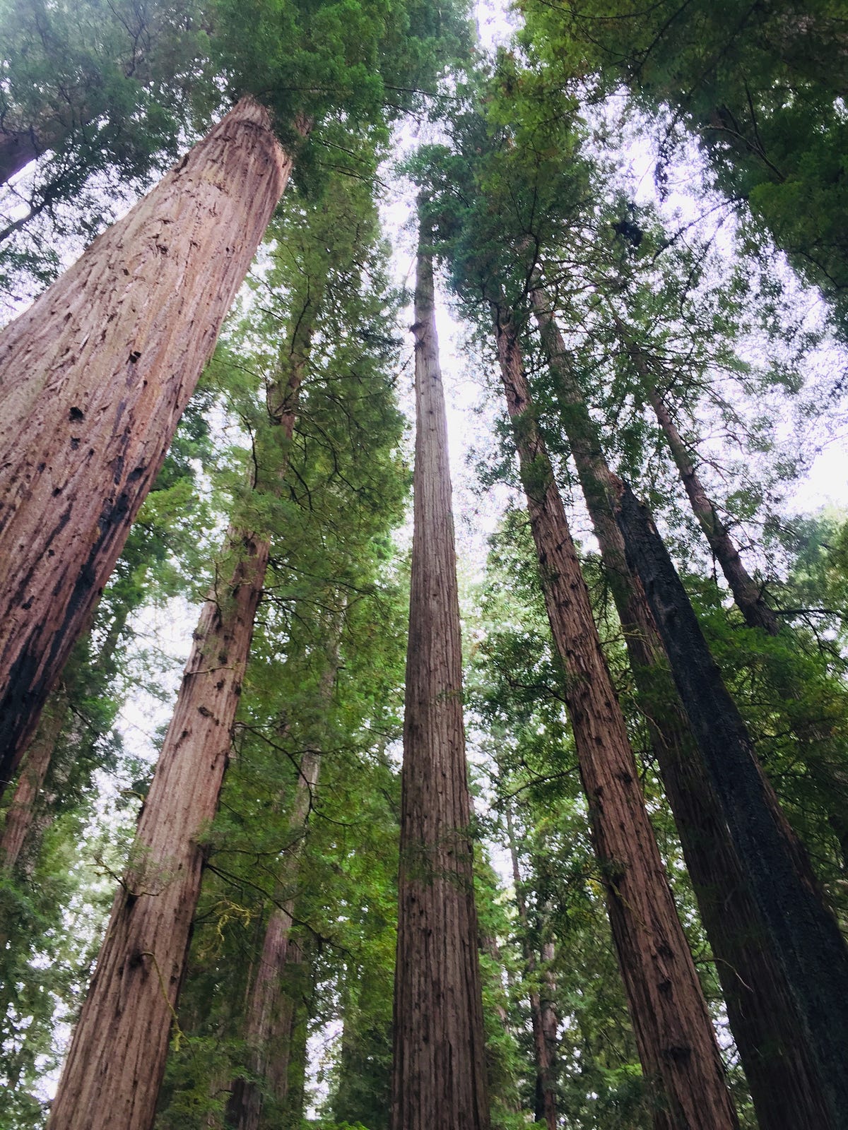 Go and See the Big Trees Before You Die | by Luke Naughton | Farewell ...