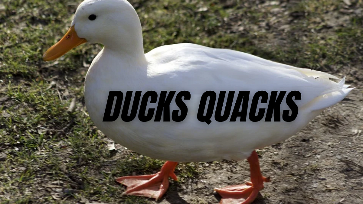 White Ducks Sound Effect | White Ducks Quacks | Kingdom Of Awais ...