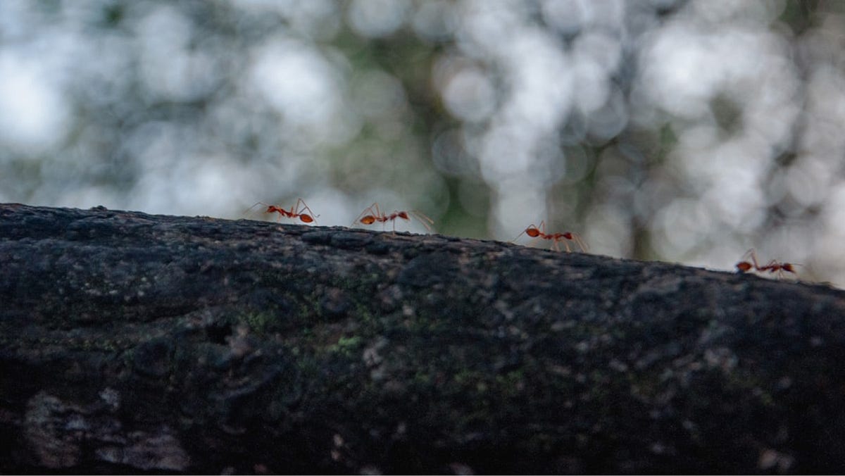 “Ant Wisdom”. Finding Strength in the Smallest Places | by Lakreeshia ...