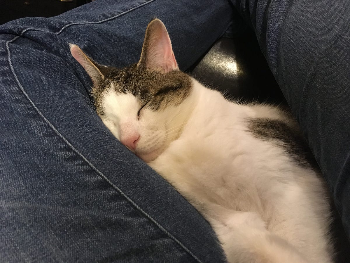 My Cat Will Be Dead Within the Hour | by Mary Poindexter McLaughlin ...
