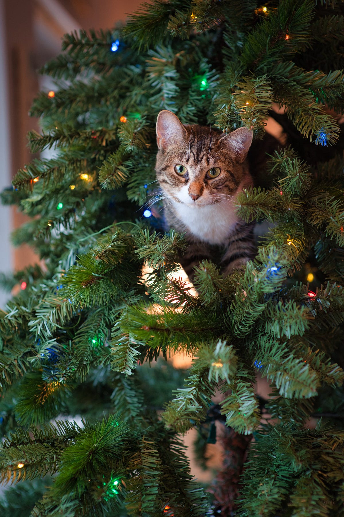 Dear Santa Paws. We know we were bad but… | by Ruby Noir 😈 | Pet Talks ...