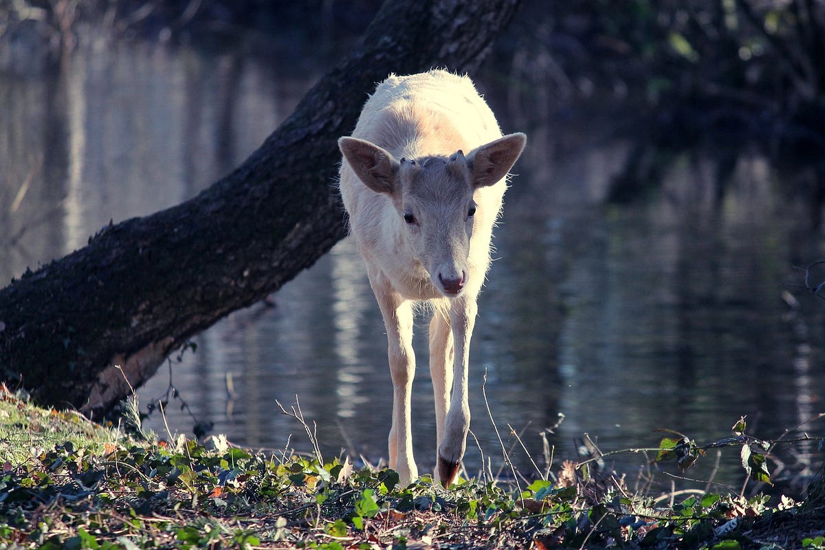 Leucistic Animals