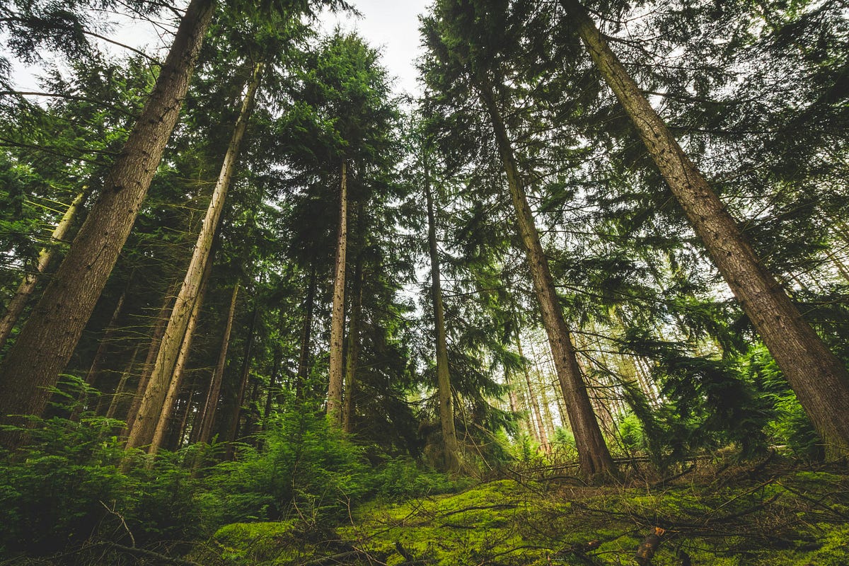 🌳 Tree Command in Linux: Organize & Visualize Folders Instantly | by ...