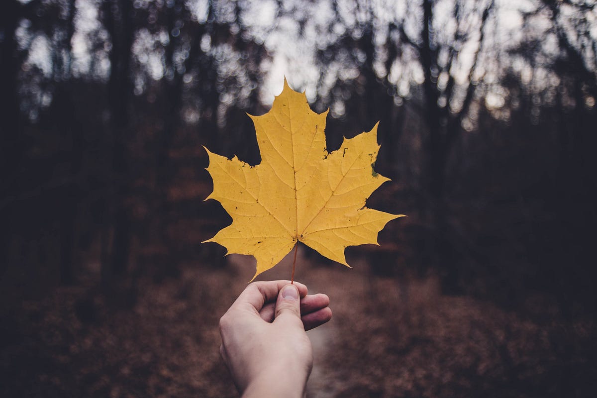 Autumn Life. Seasons never fail to impress. | by Vishali | A Taste for ...