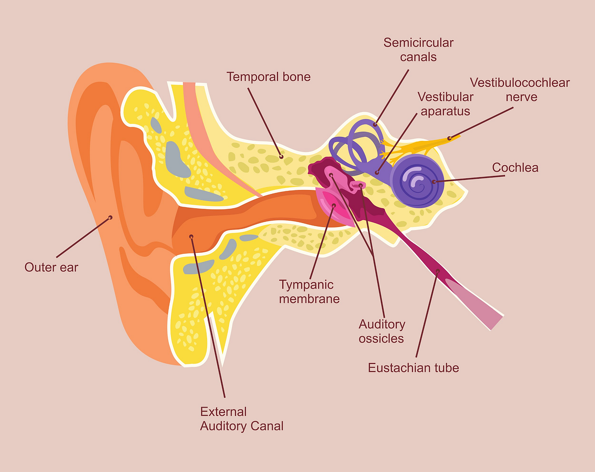 What Is Otosclerosis Surgery?. Otosclerosis surgery is a standard… | by ...