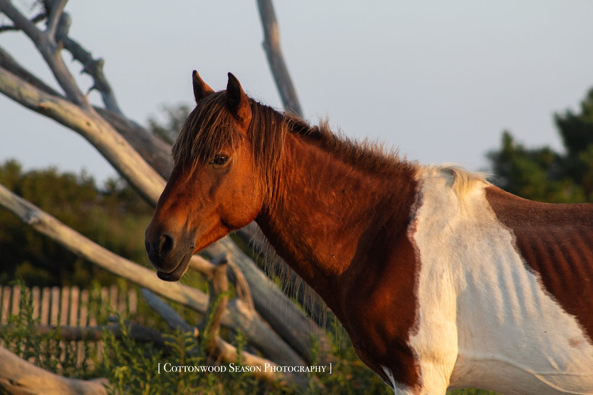 The Lone Pony on the Beach. Photo by author | by B.K. O'Brien ...