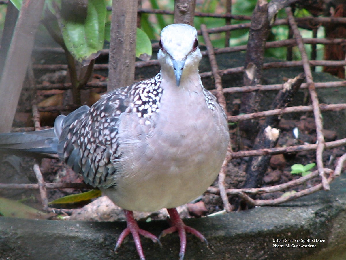 The Spotted Dove (Alu Kobeiya) - Viraj Samarasekera - Medium