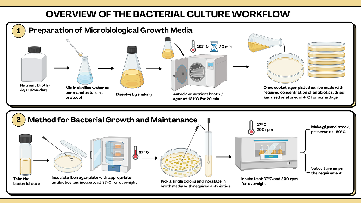 Step-by-Step Guide to Bacterial Culture and Preservation | by Palak ...