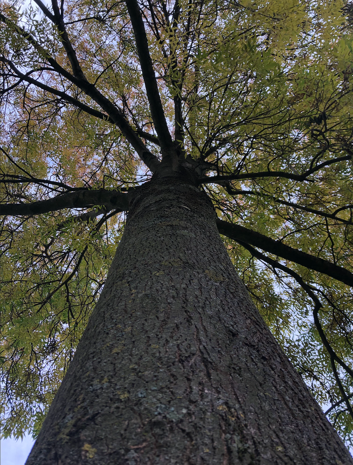 family tree - Skylar Whitney - Medium