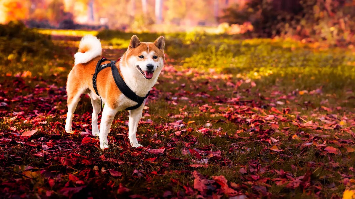 ALL HAIL THE SHIBA! (an experiment in decentralization) | by Edinson ...