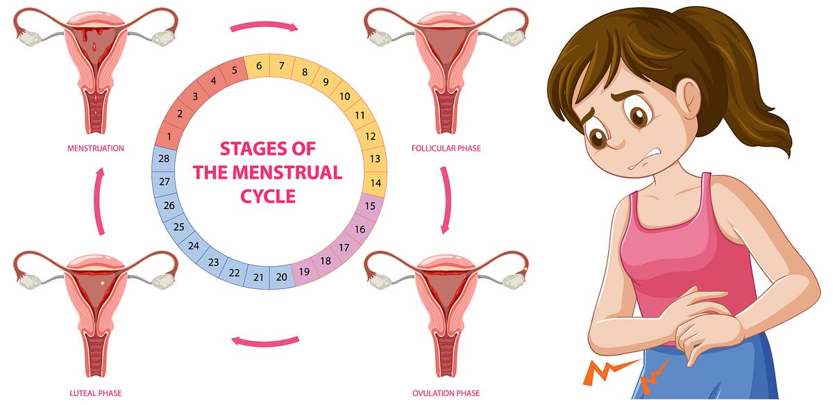Phases Of Your Menstrual Cycle. Periods often get a bad rap due to ...