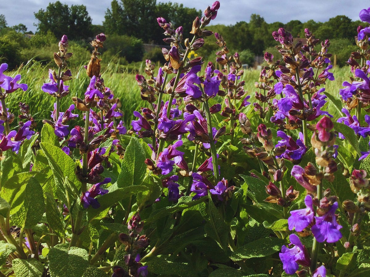Flowers with Flavour. 7 incredible edible floral stems for… | by Cat ...