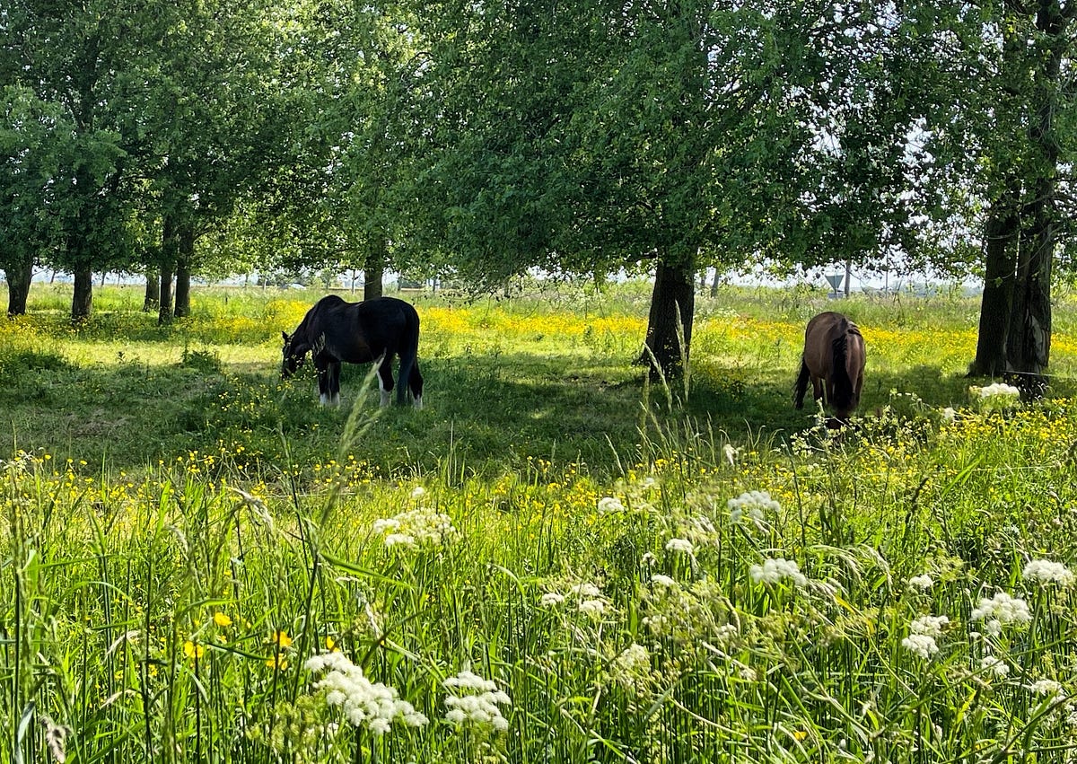 iPhone Photography: Capturing the Beauty of This Morning | by Alexander Verbeek | The New ...
